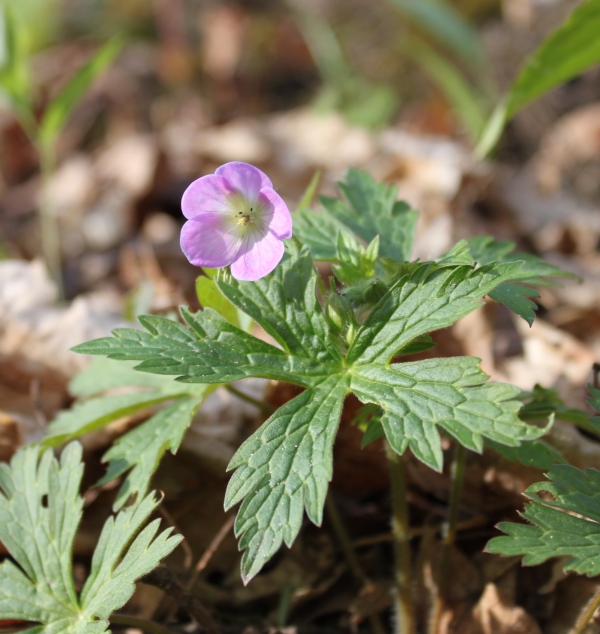 Wild Flowers of the White Pine - Detail View