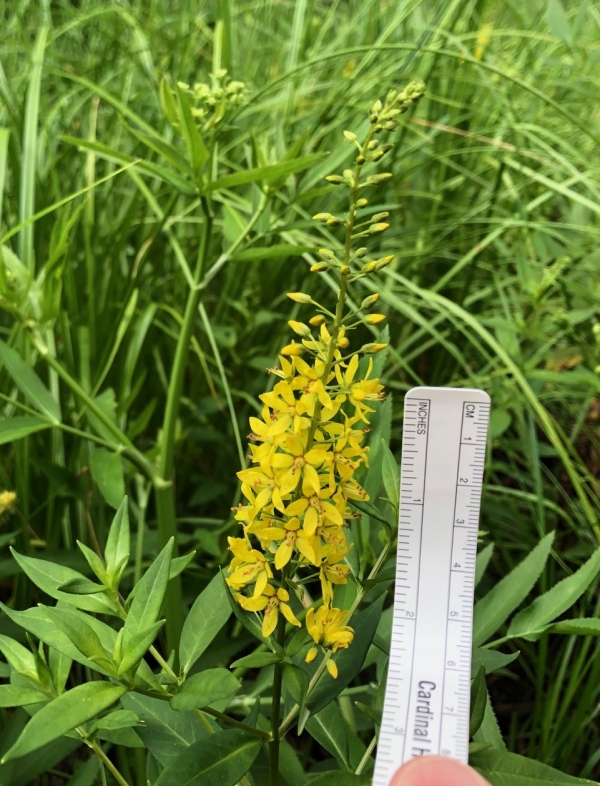 Wild Flowers of the White Pine - Detail View