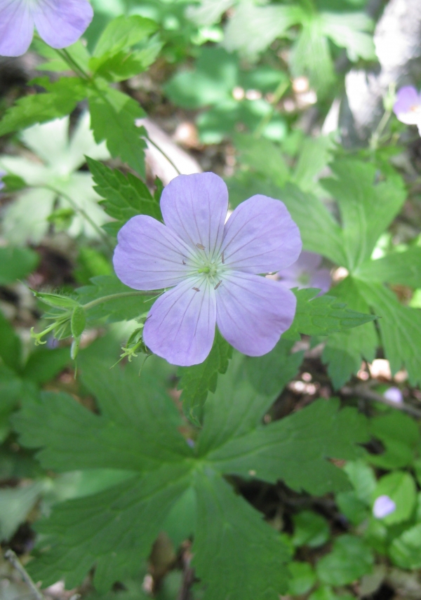 Wild Flowers of the White Pine - Detail View