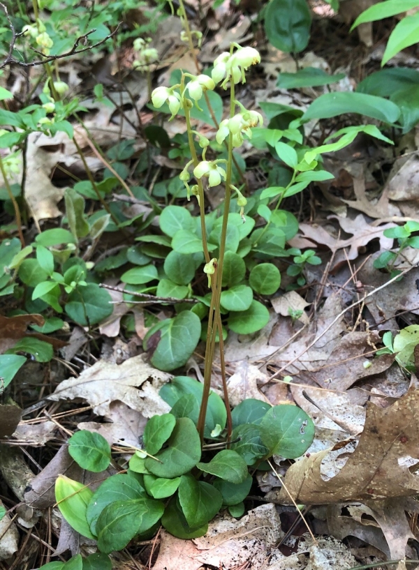 Wild Flowers of the White Pine - Detail View