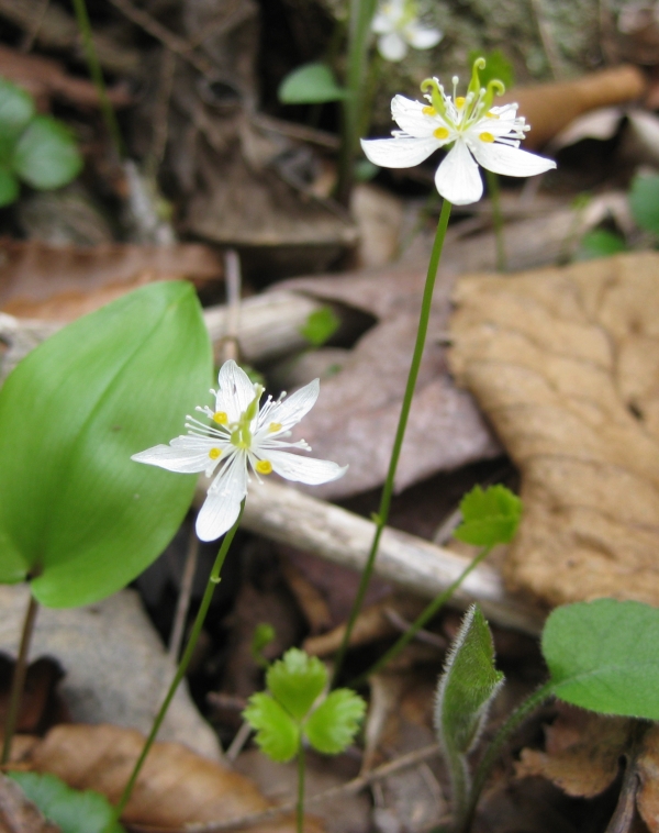 Wild Flowers of the White Pine - Detail View